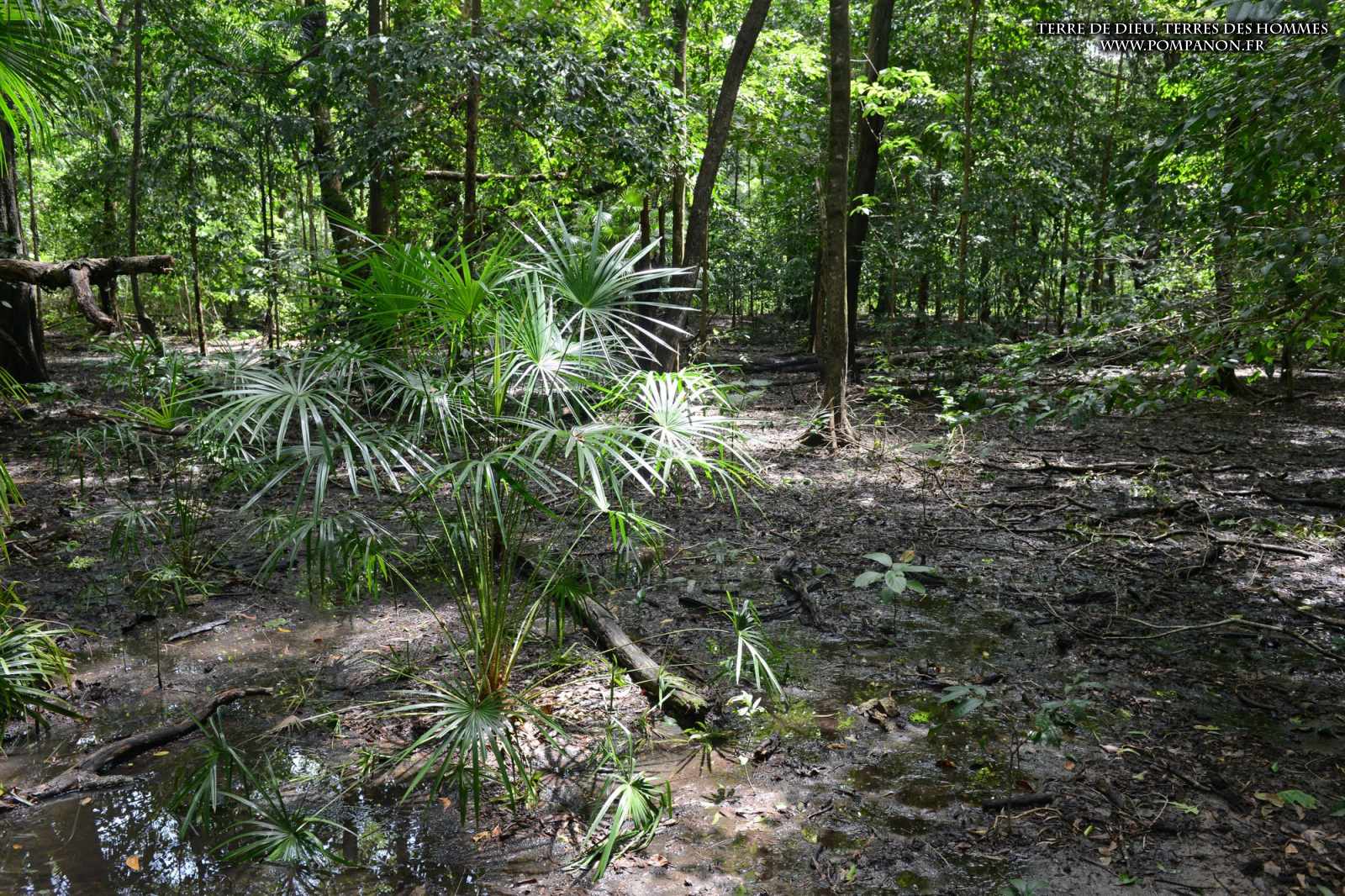 02 Monsoon Forest (Kakadu National Park) | Pompanon.fr