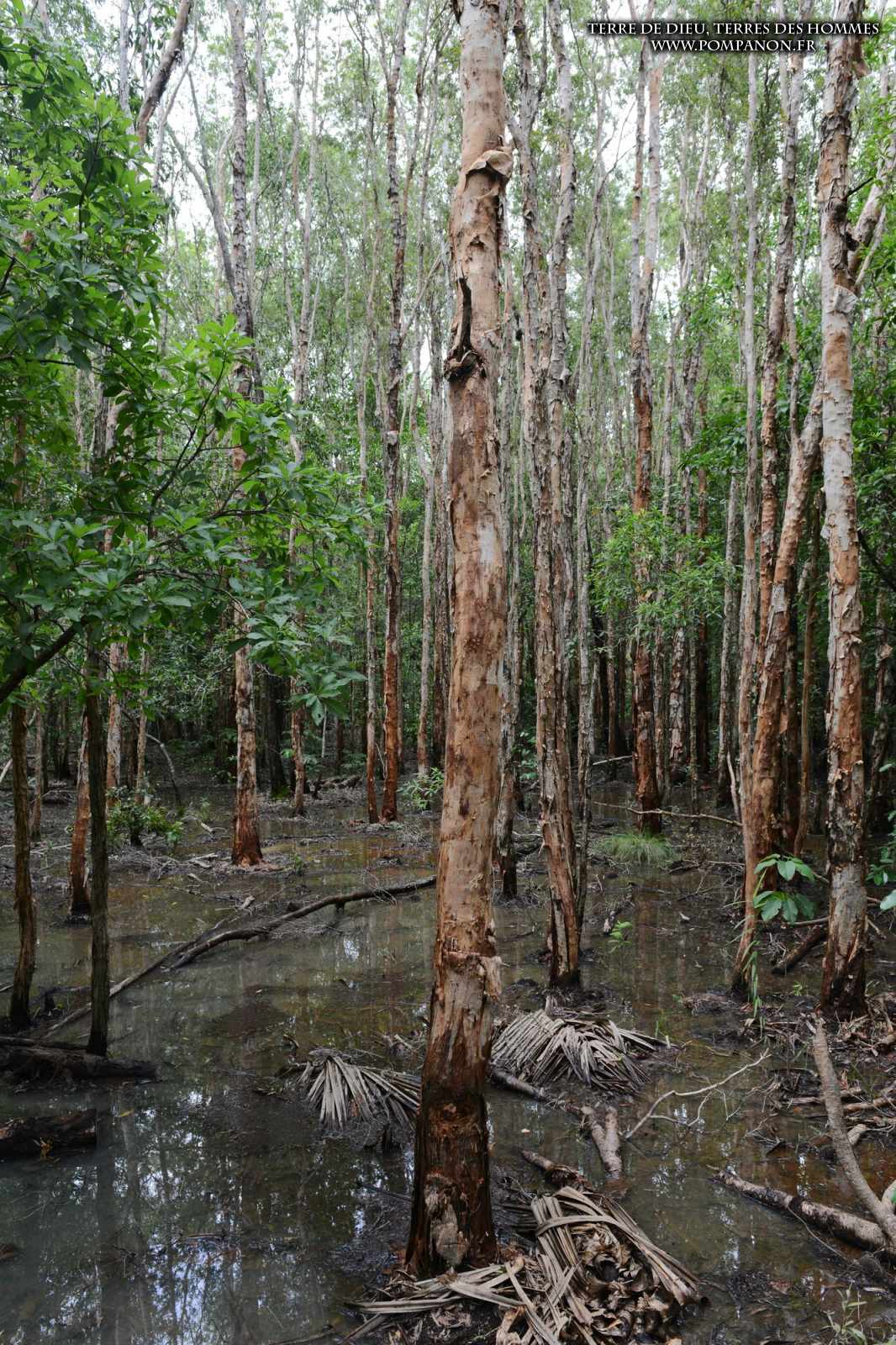 02 Monsoon Forest (Kakadu National Park) | Pompanon.fr